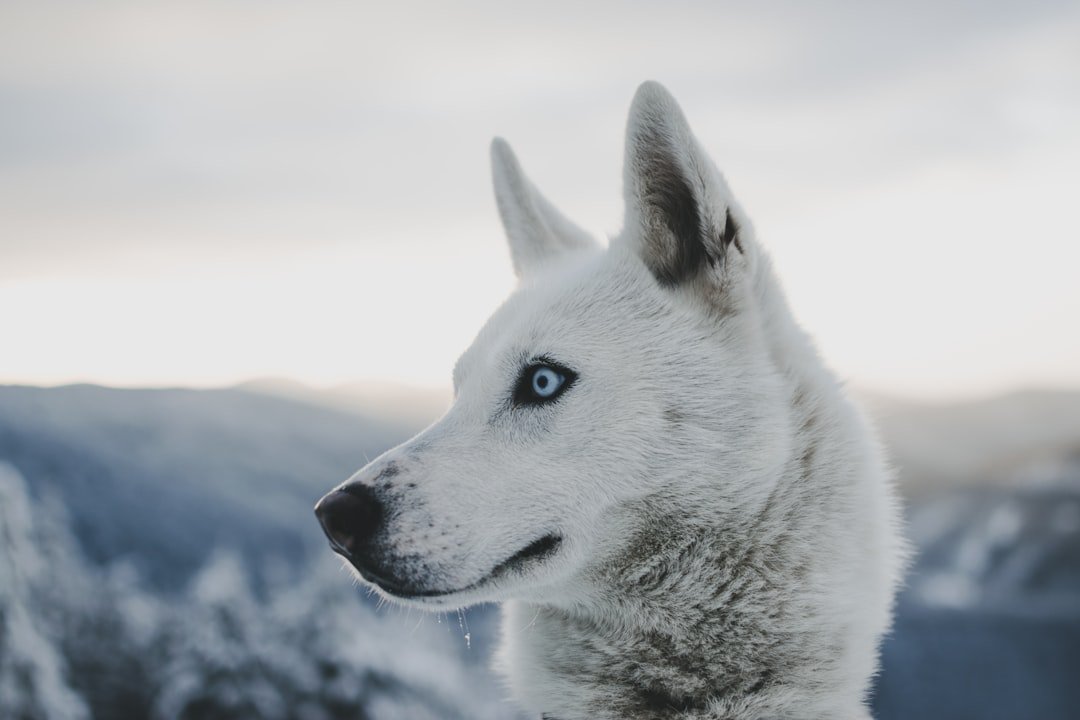 挪威犬：挪威的最佳宠物伴侣 (Norwegian Dogs: Norway's Best Pet Companions)